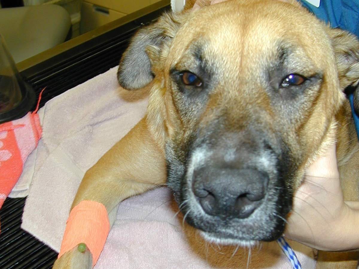 Venomous Insect Testing | Animal Dermatology Group