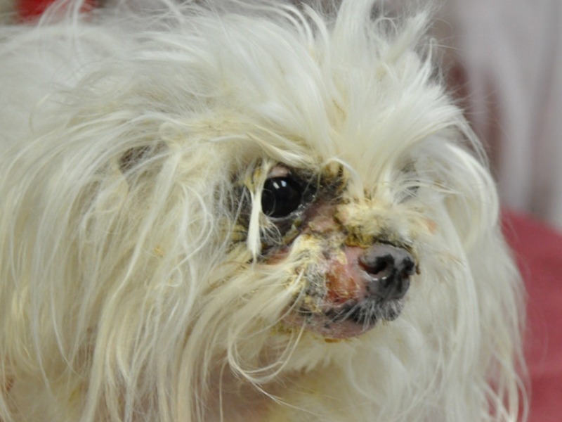 Chronic Skin Disorders | Animal Dermatology Group