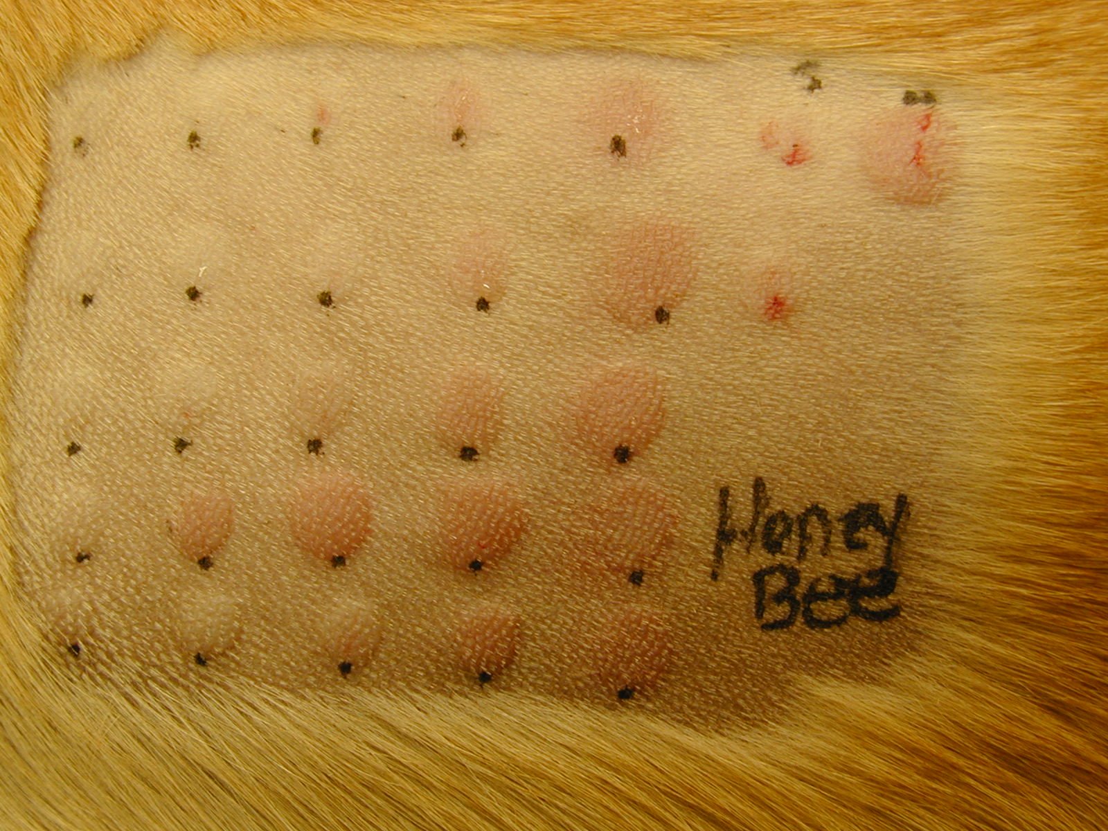 Venomous Insect Testing | Animal Dermatology Group