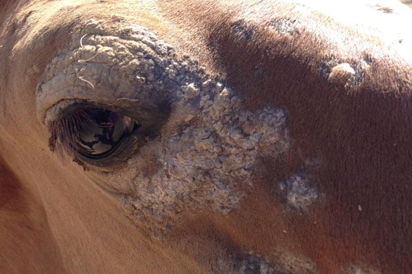 Equine Dermatology | Animal Dermatology Group