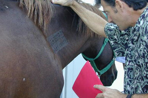 Equine Dermatology | Animal Dermatology Group