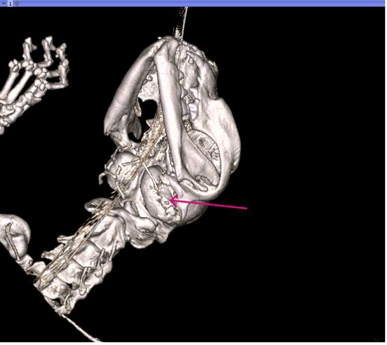 Ear Disease and Video Otoscopy | Animal Dermatology Group